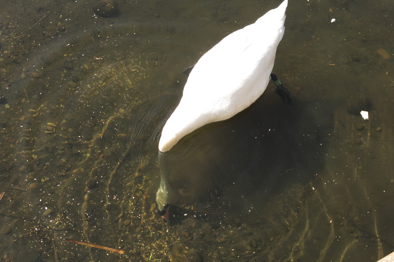 Norman & Norma - A Swan Love Story