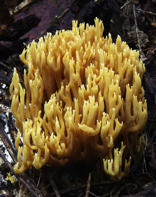 Wildeep's Illuminations: Coral Fungus