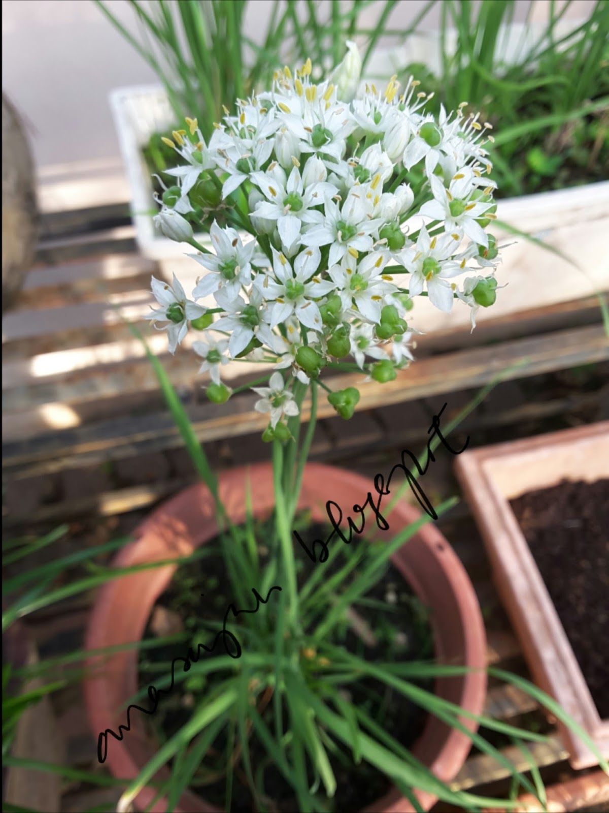 diari kebun~@na: Bunga-bunga kucai...