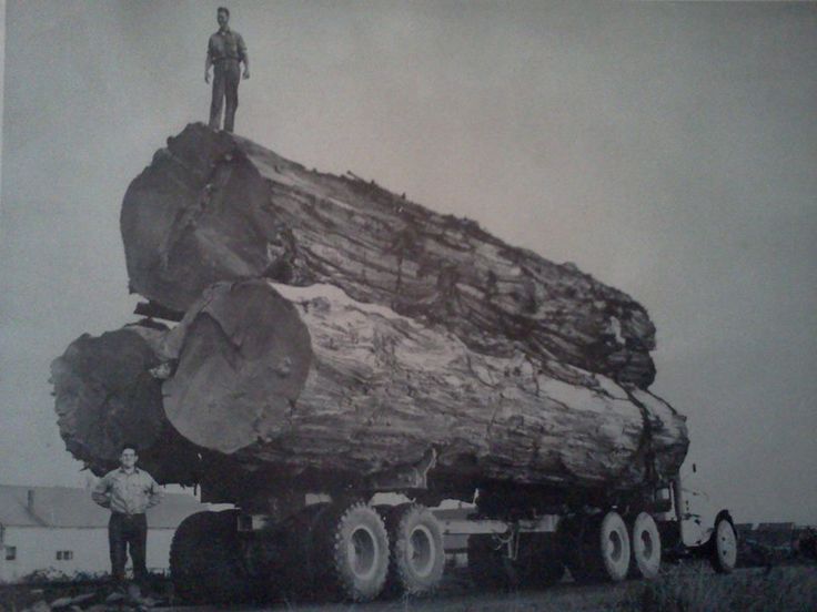 Just A Car Guy: the Paul Bunyan load, September, 1952. A 1949 Peterbilt ...
