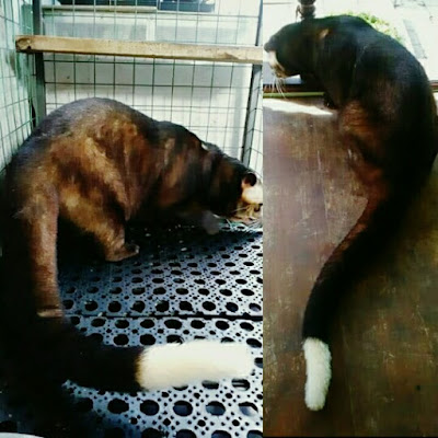 13 Jenis Musang Paling Populer Untuk Dipelihara Beserta Harga Terbaru ...