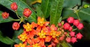 Manfaat Tanaman Kembang Mas | Khasiat Tumbuhan