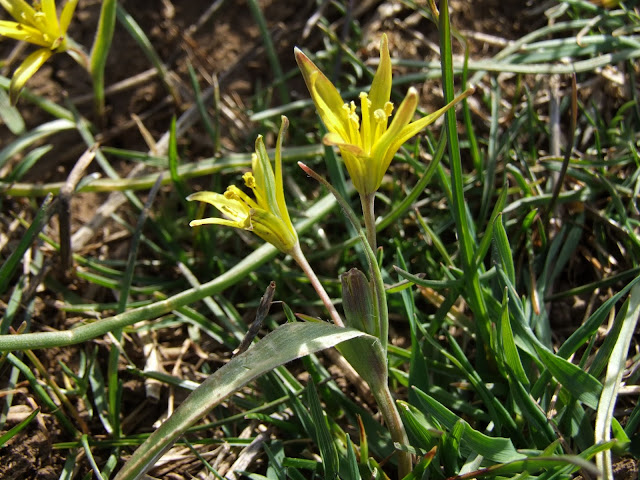 rocayflor: febrero 2017