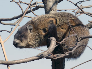 Hybrid Birder: Groundhog Up In a Tree