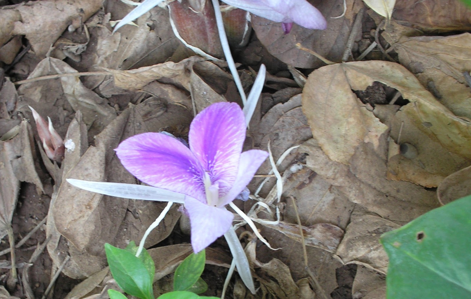 Spice of Life!: K is for Kaempferia rotunda