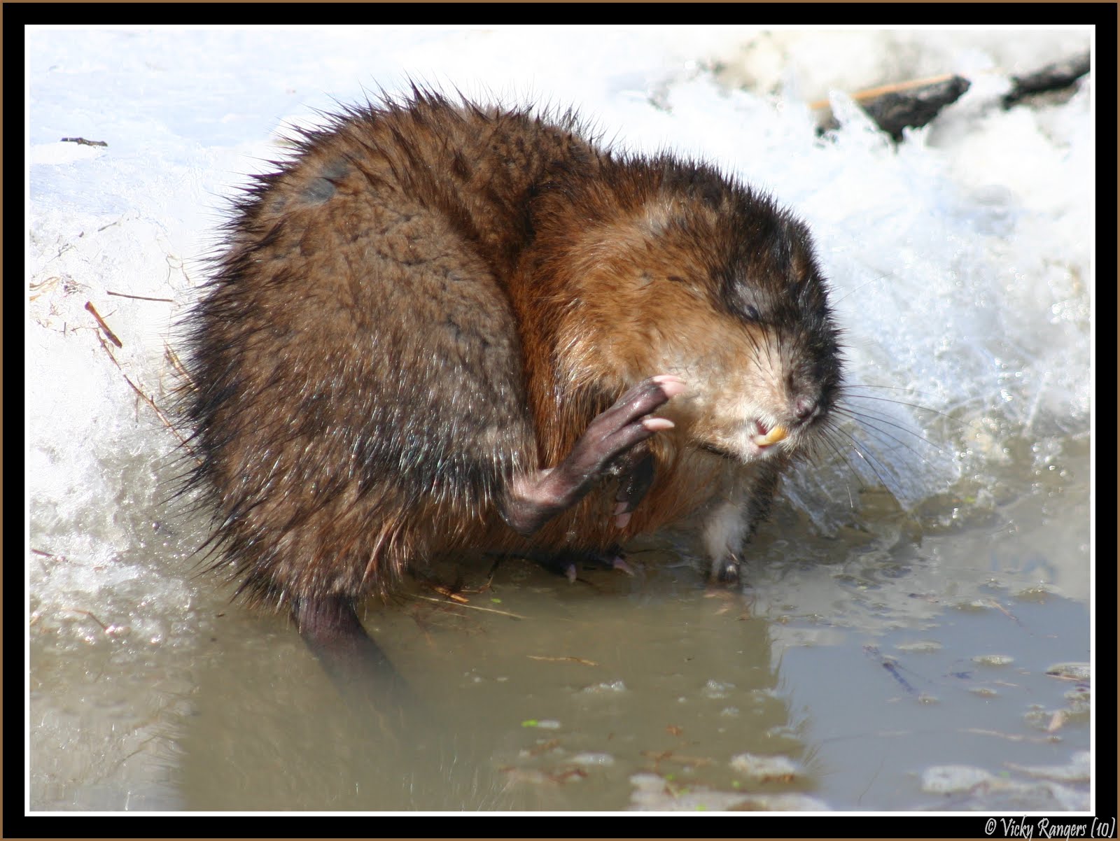 La faune et la flore du Québec en photos: Marmotte, porc-épic, rats ...