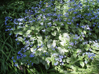 Rotary Botanical Gardens - Hort Blog: Brunneras for Fun (and Function)!