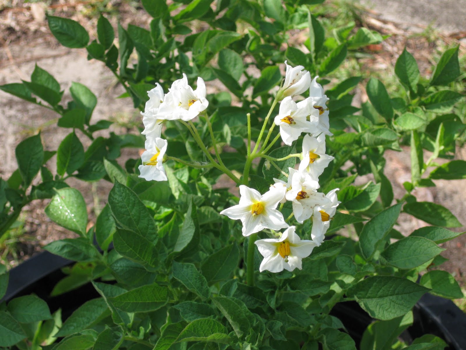 Gardening From the Ground Up: SNAPSHOT OF MONDAY