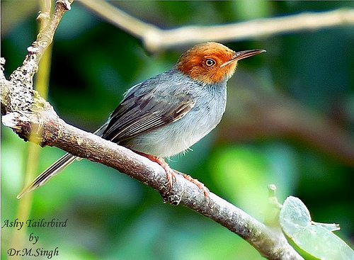 Successful Young: MEMILIH BAKALAN BURUNG PRENJAK (CIBLEK) YANG BAIK