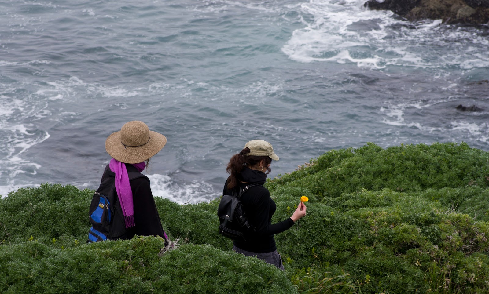 Dances with Angiosperms: Tomales Point Trail (Pt Reyes)