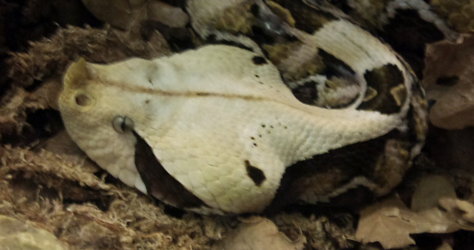 serpientes venenosas: Las peligrosas víboras del Gabón.