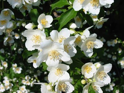 Gambar Bunga Melati Manakah Yang Paling Indah? - Ragam Tanaman