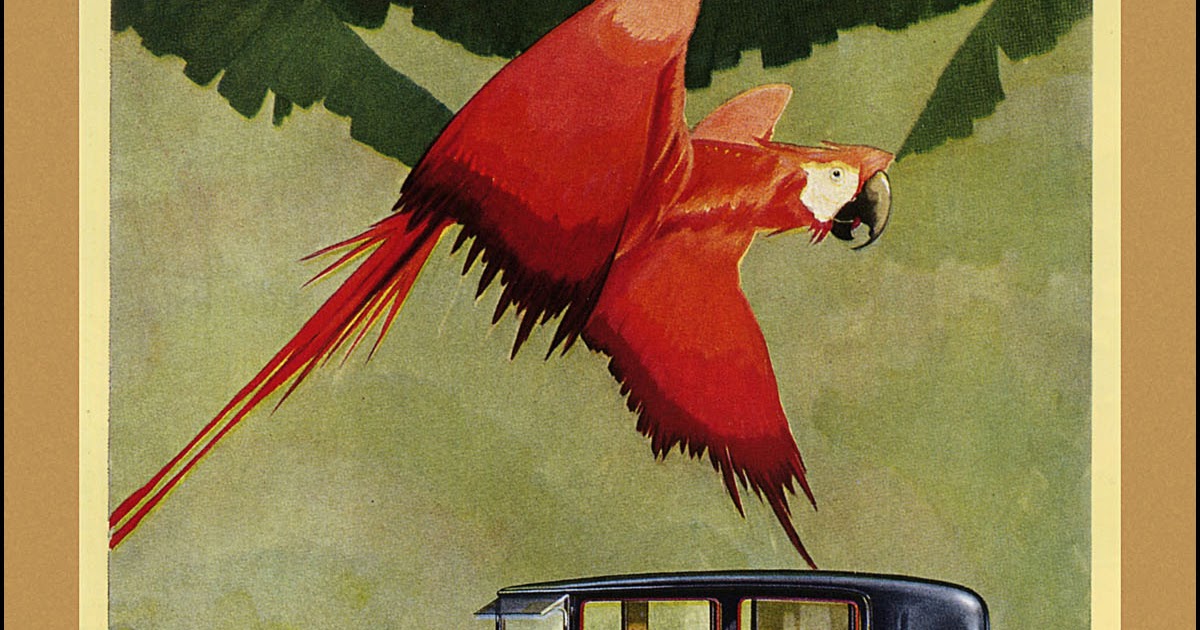 Kiwi's Angels: Lincoln "Bird" Advertising Series with Parrots