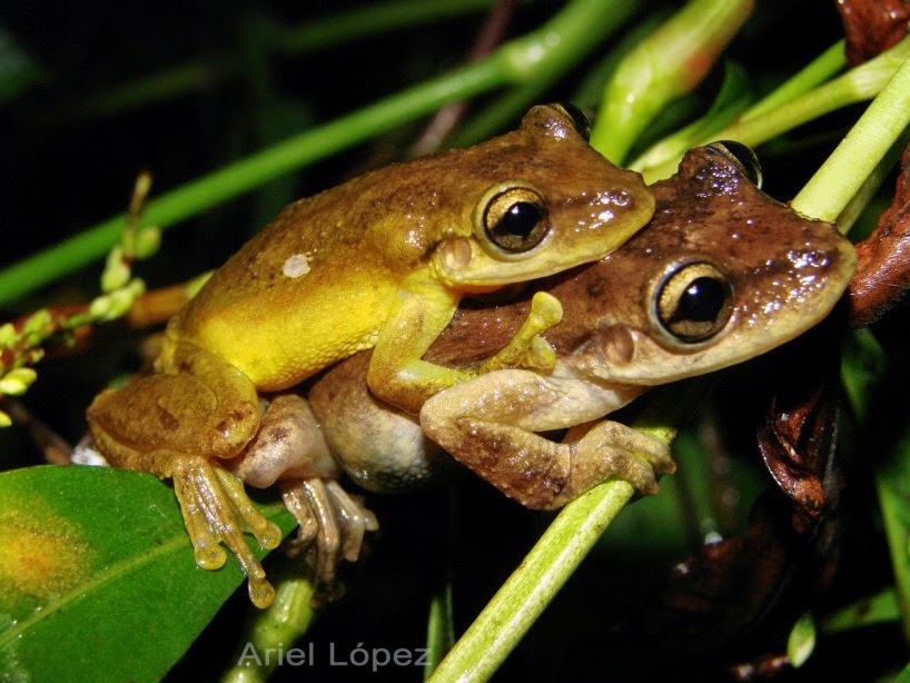Importancia Ambiental De Los Anuros: Reproducción