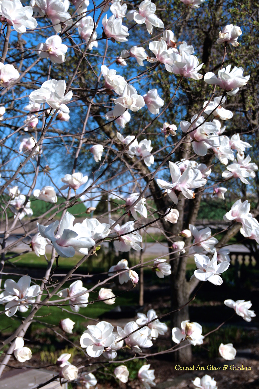 Conrad Art Glass & Gardens: Magnolia page update (Part 1) 2016 update