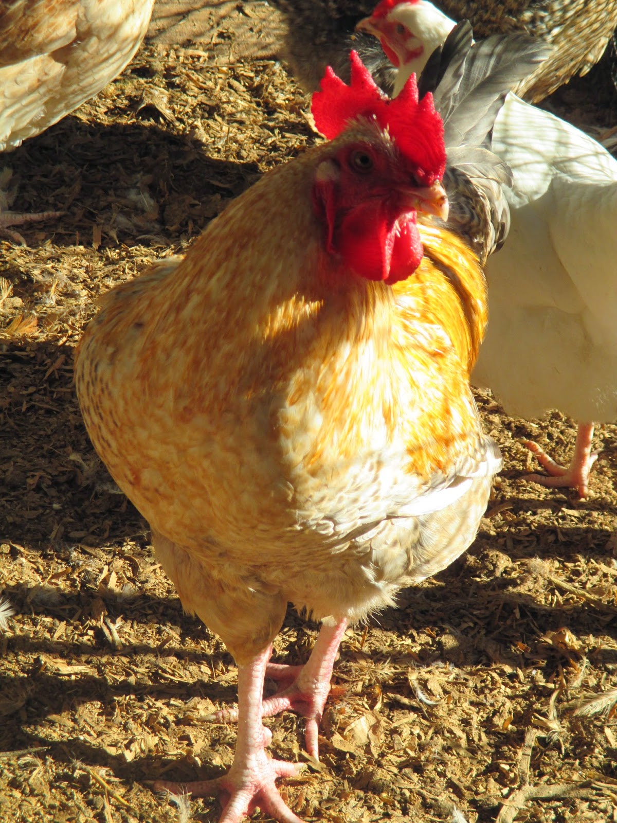 Just Chickens...: Golden Cuckoo Marans Rules the Roost