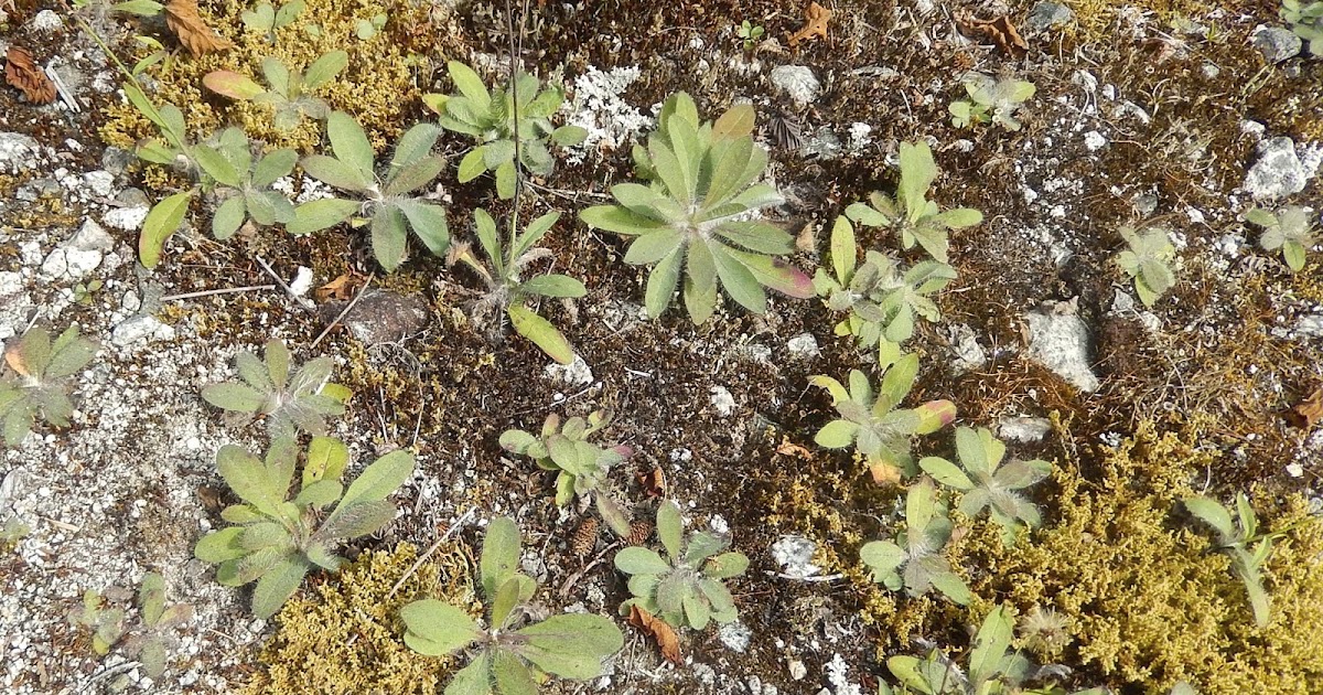 Powell River Books Blog: Coastal BC Plants: White-Flowered Hawkweed