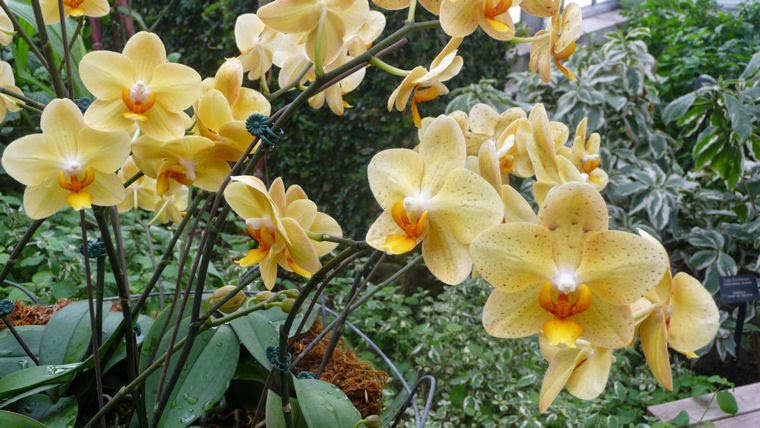 Jill Rae Finally Art: Some Thoughts About Orchids