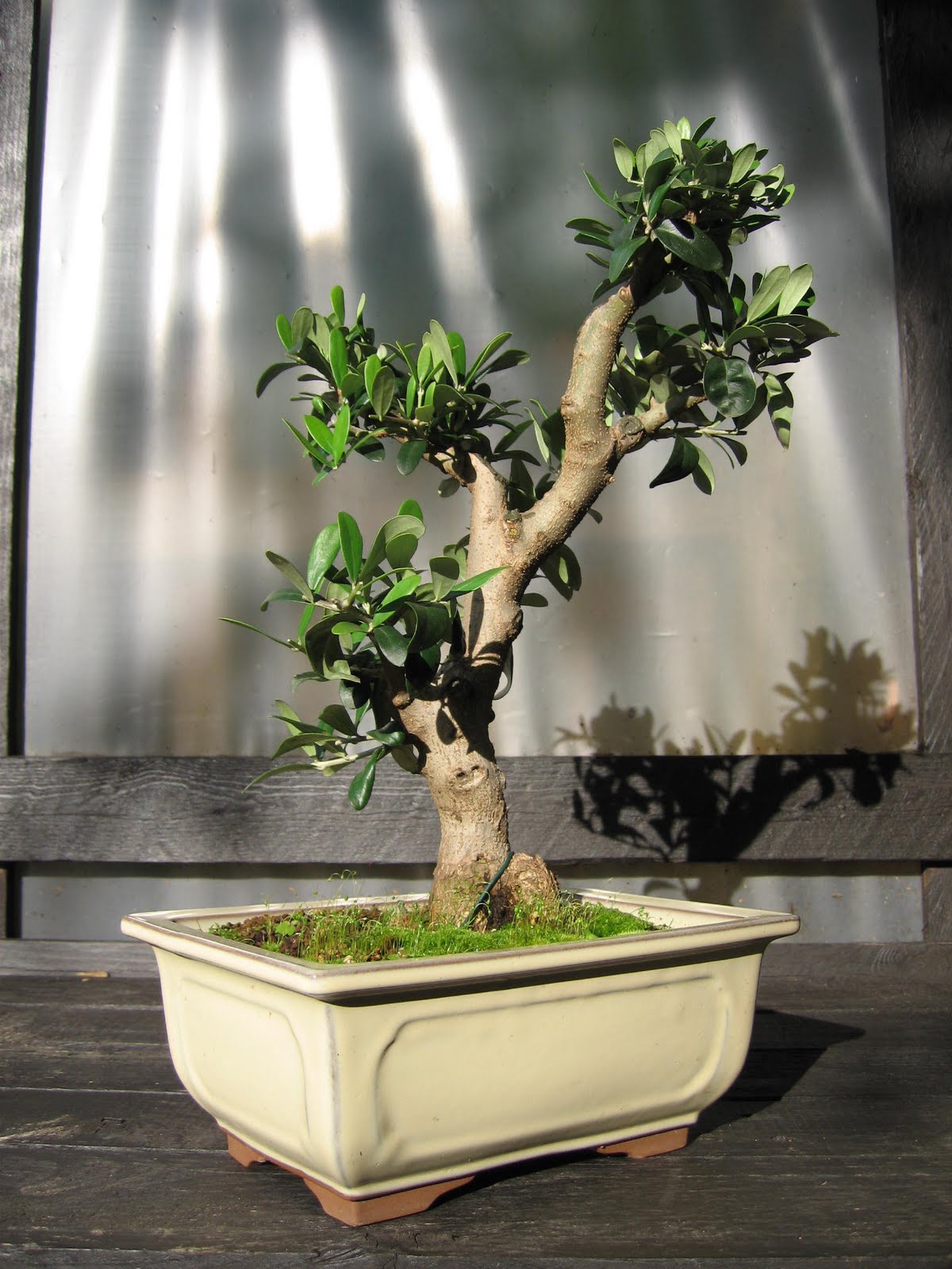 Bonsai das schönste Hobby der Welt: OLIVE NR.:2 - EINE TOLLE BONSAI STORY