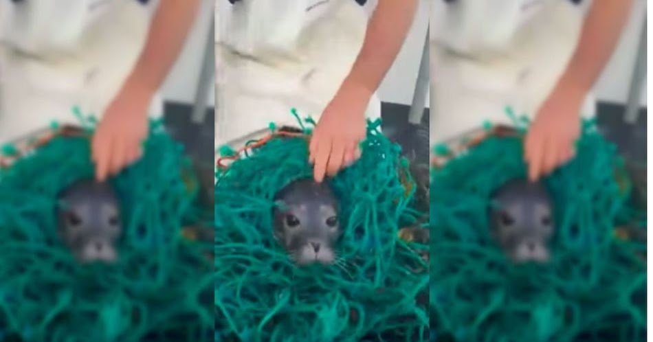 DYN Video - Fishermen save Seal trapped in net