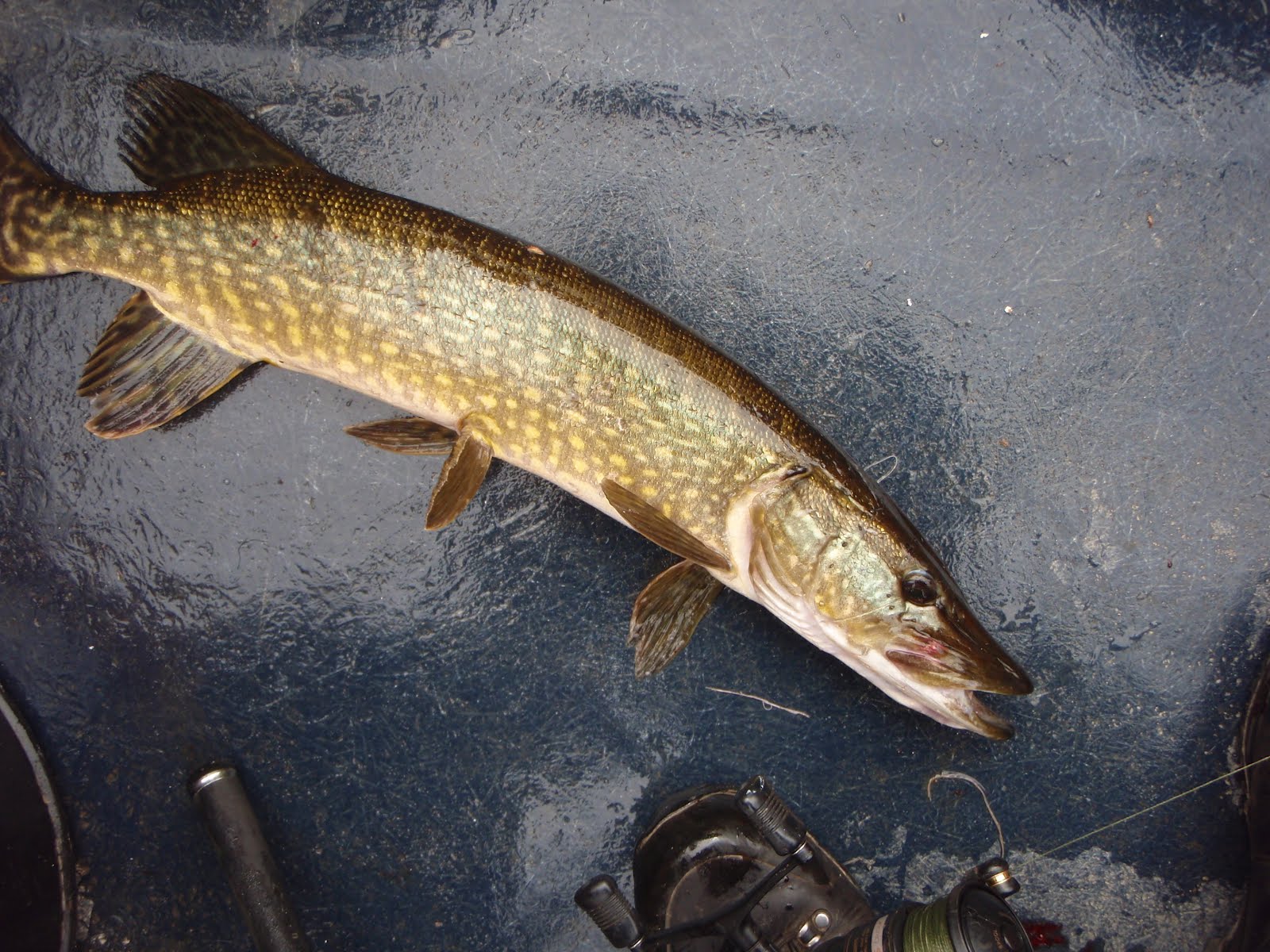 Scottish Fishing Guide: 7lb Pike