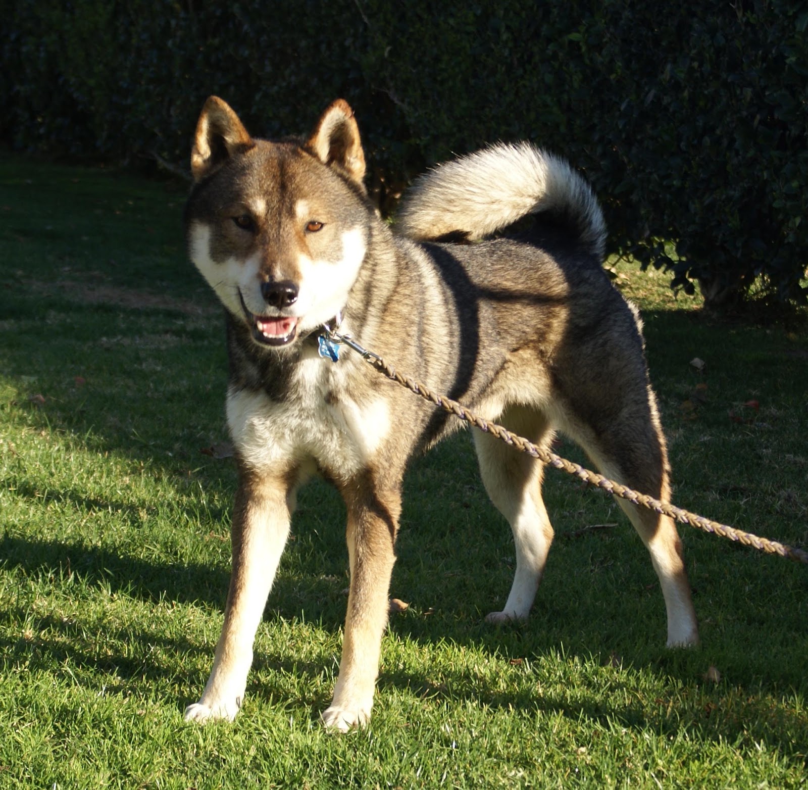 Confession: I want a Shiba : r/dogs