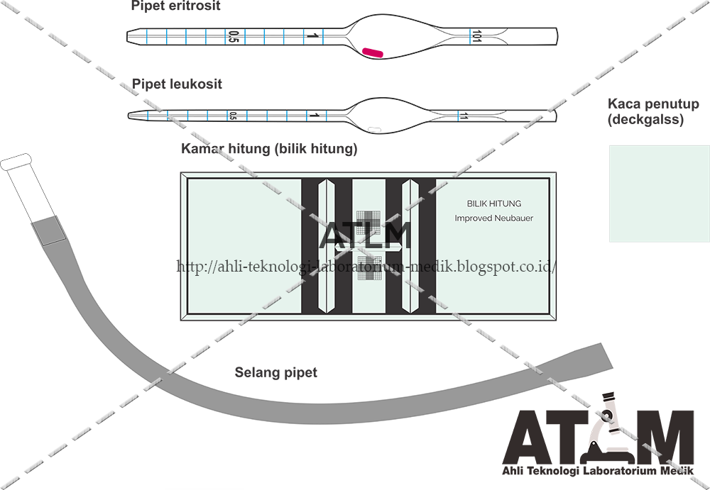 View Gambar Kamar Hitung Improved Neubauer Pics