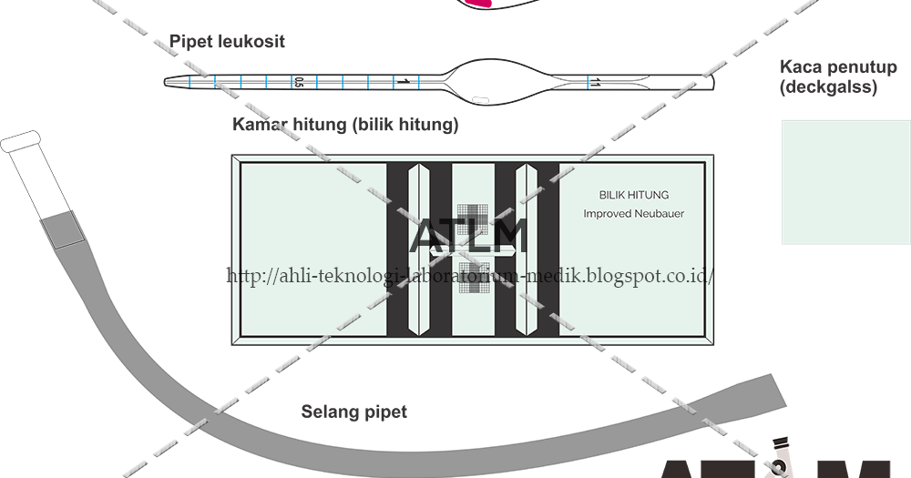 Mengenal Hemocitometer — Online Text Book ATLM