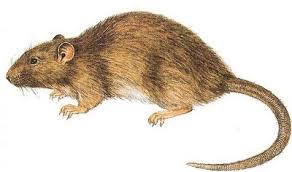 Controle de Pragas : Ratazana – Nome Científico: Rattus norvegicus