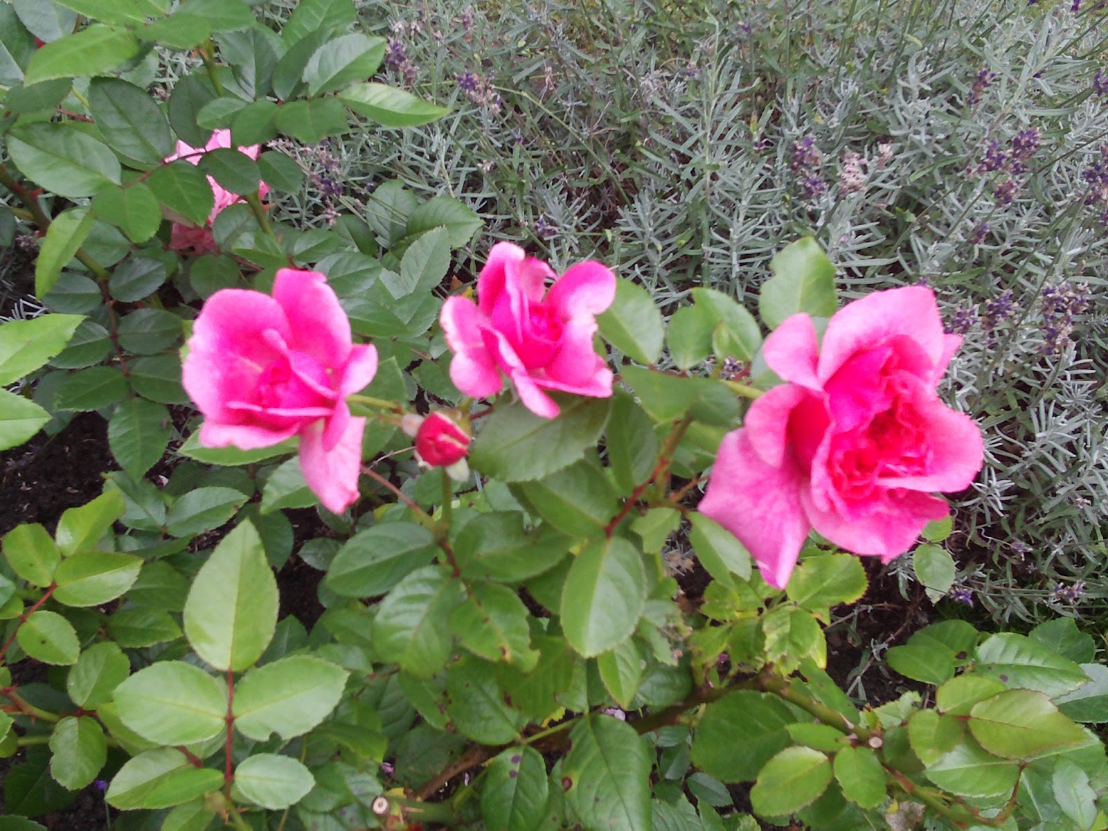 Rose Zaide - Gartenelfe