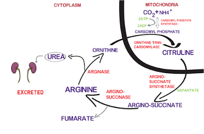 kru's biology: Urea cycle | An overview