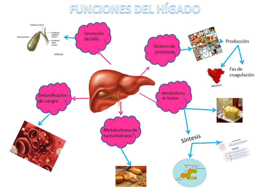 FISIOLOGÍA HUMANA: FUNCIONES DEL HÍGADO