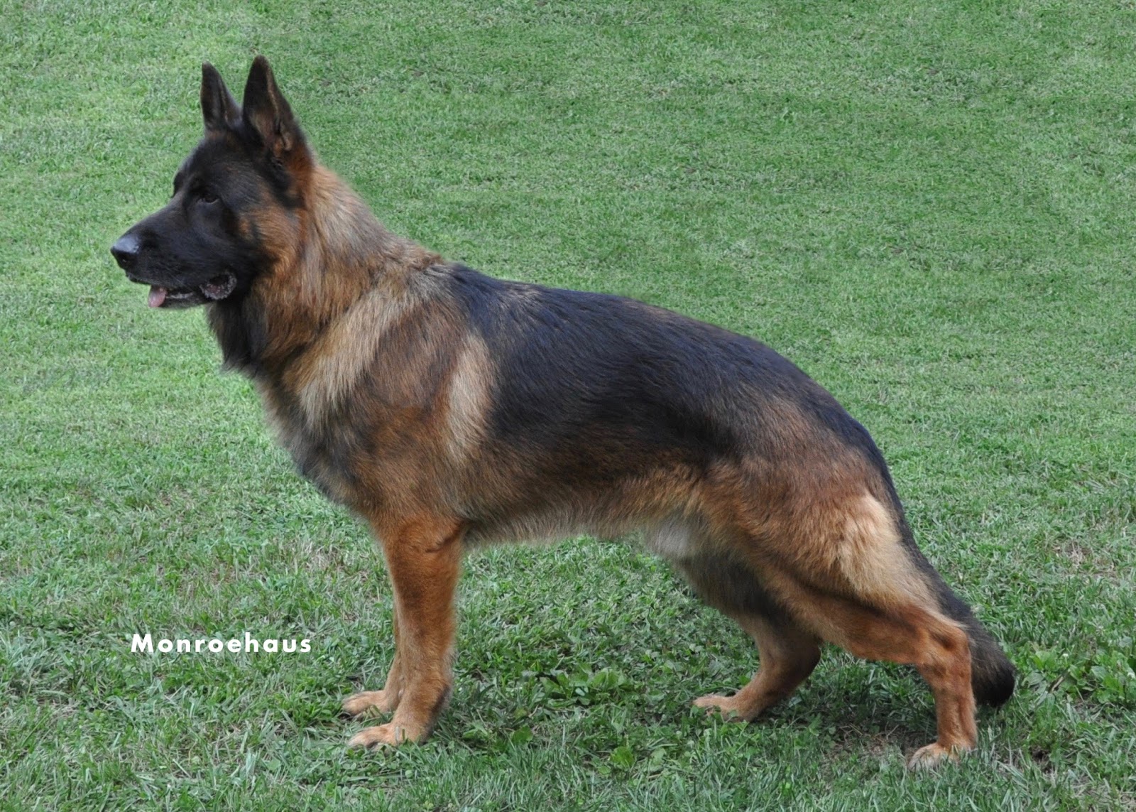 German Shepherd Puppies, MA, CT, RI, NY, German Shepards, Puppy, for sale