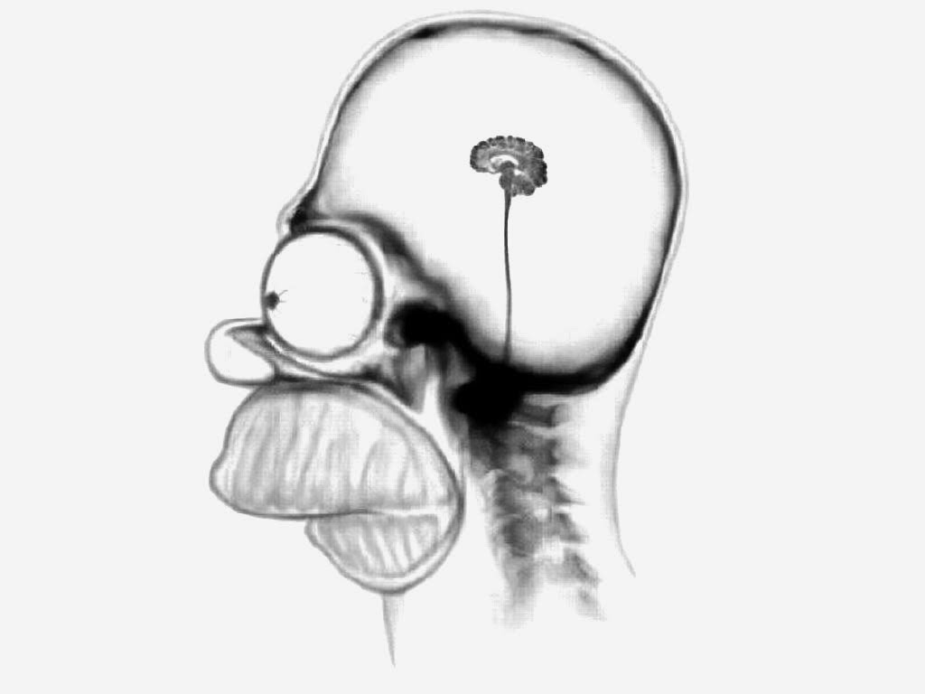 Homer Brain Wallpaper
