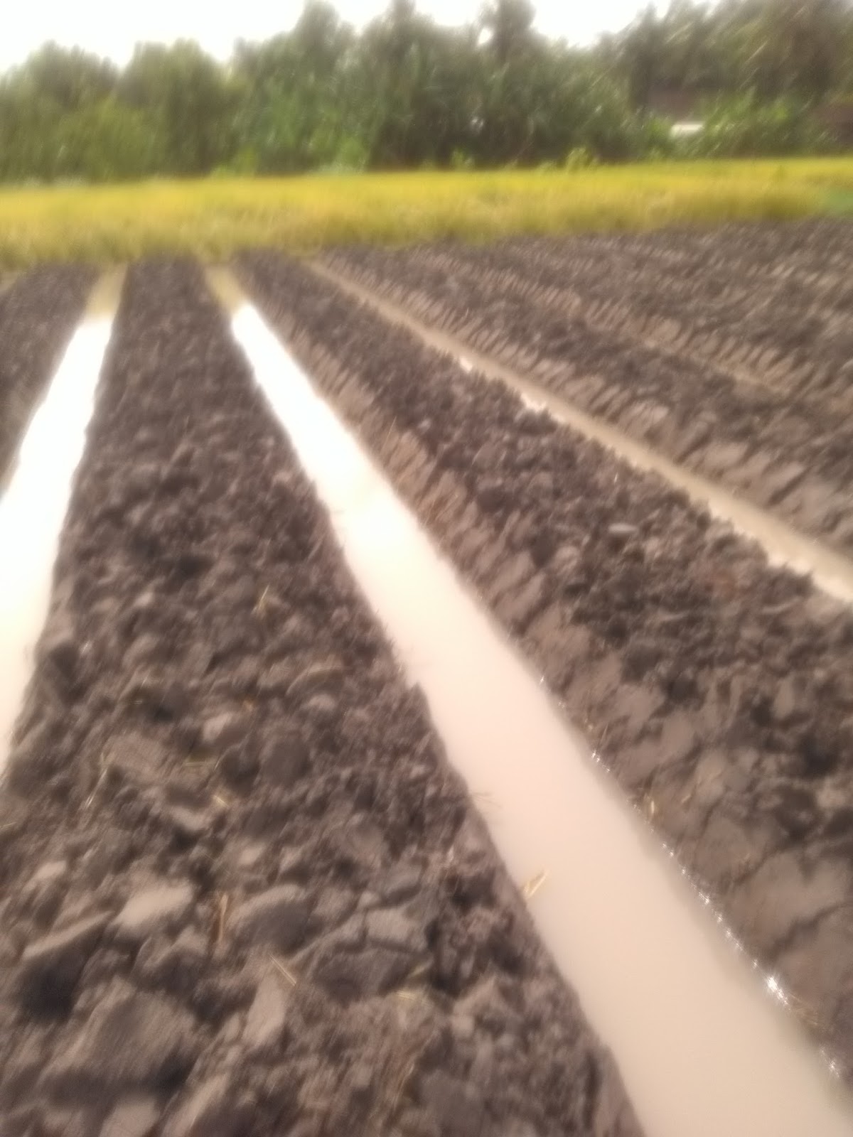 Cara membuat guludan