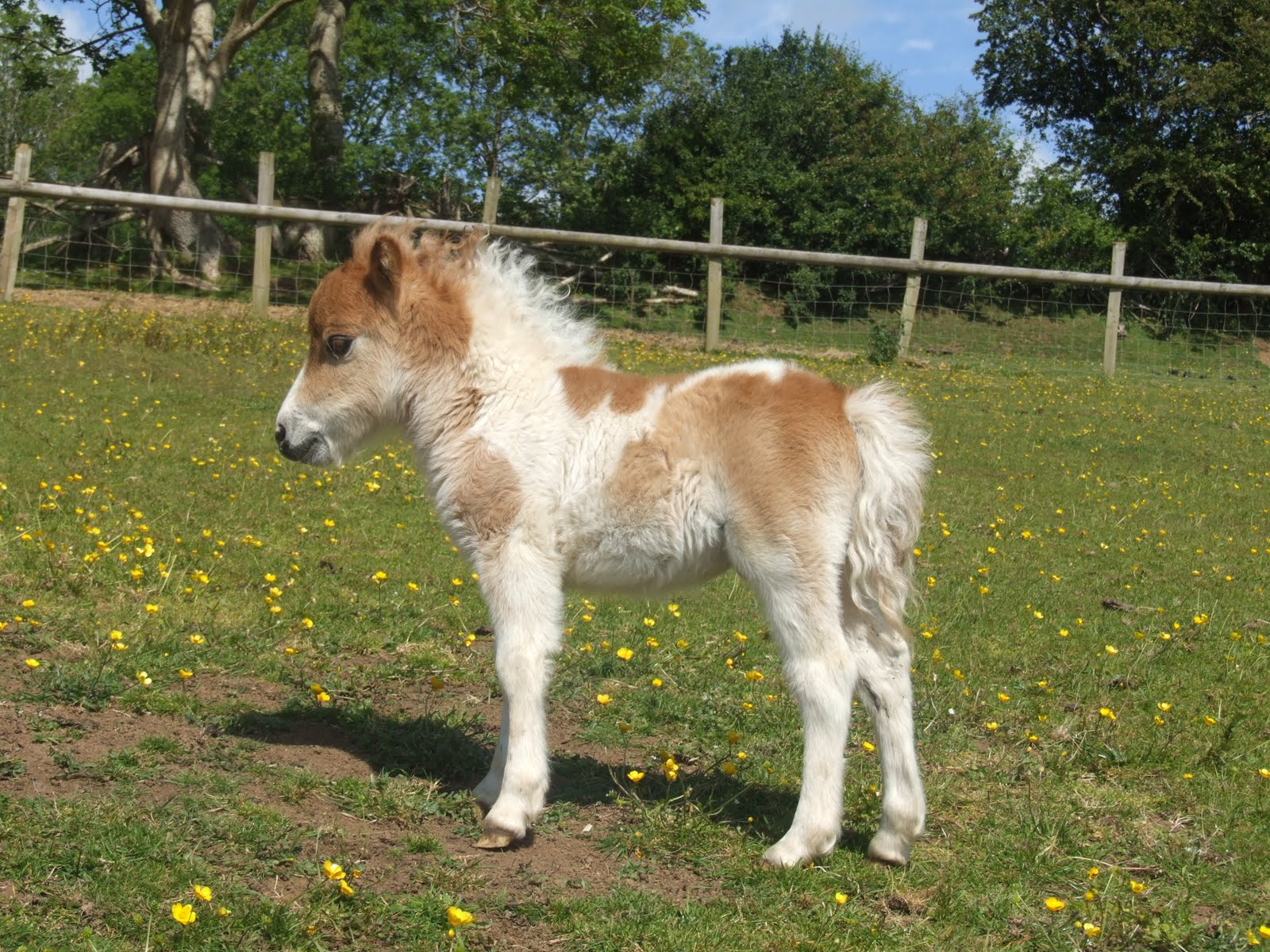 Hericus Miniature Shetland Pony Stud: Pony Pictures