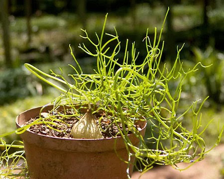 ZoomBio: As plantas mais ‘feias’ do mundo segundo a Royal Horticultural ...
