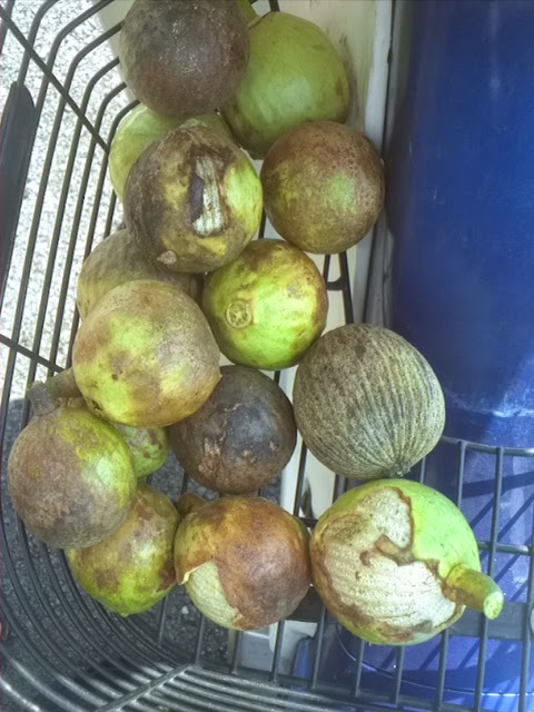 sisi baik2 je: Buah Kulim