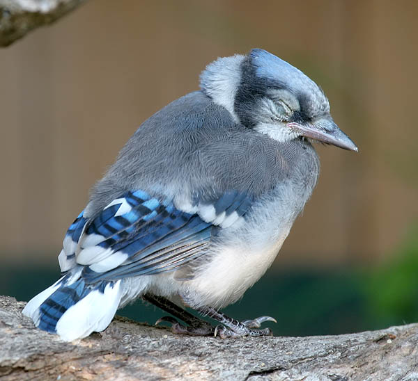 "Bird Poop" of north Texas: Many peoples' hearts desire is to see a ...