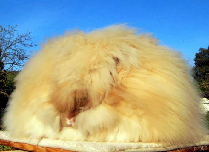 Mail2Day: Large Fluffy Angora Breed Bunnies (12 pics)