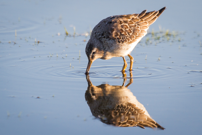 Whimbrel Nature: The Secret Lives Of Peeps