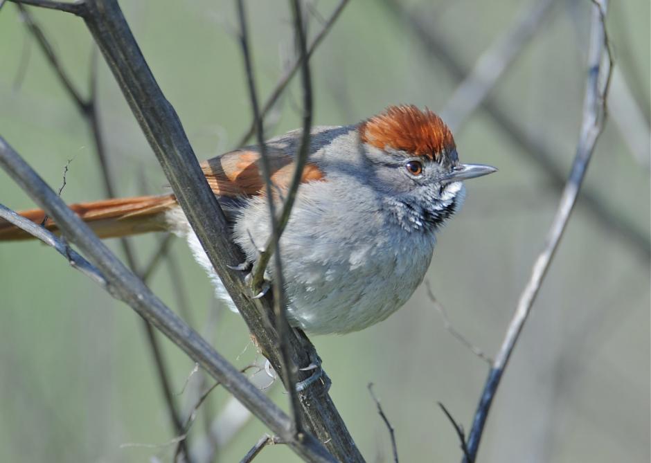 Argentina nativa: Pijuí frente gris (Synallaxis frontalis)