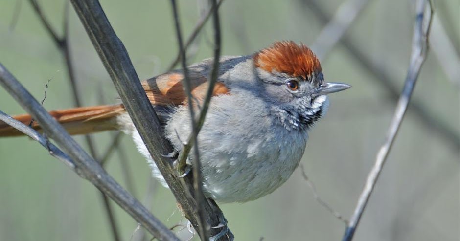 Argentina nativa: Pijuí frente gris (Synallaxis frontalis)