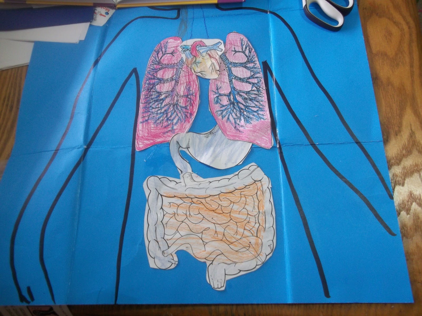 Human Body lapbook: Digestion, guts and the inevitable poop jokes ...