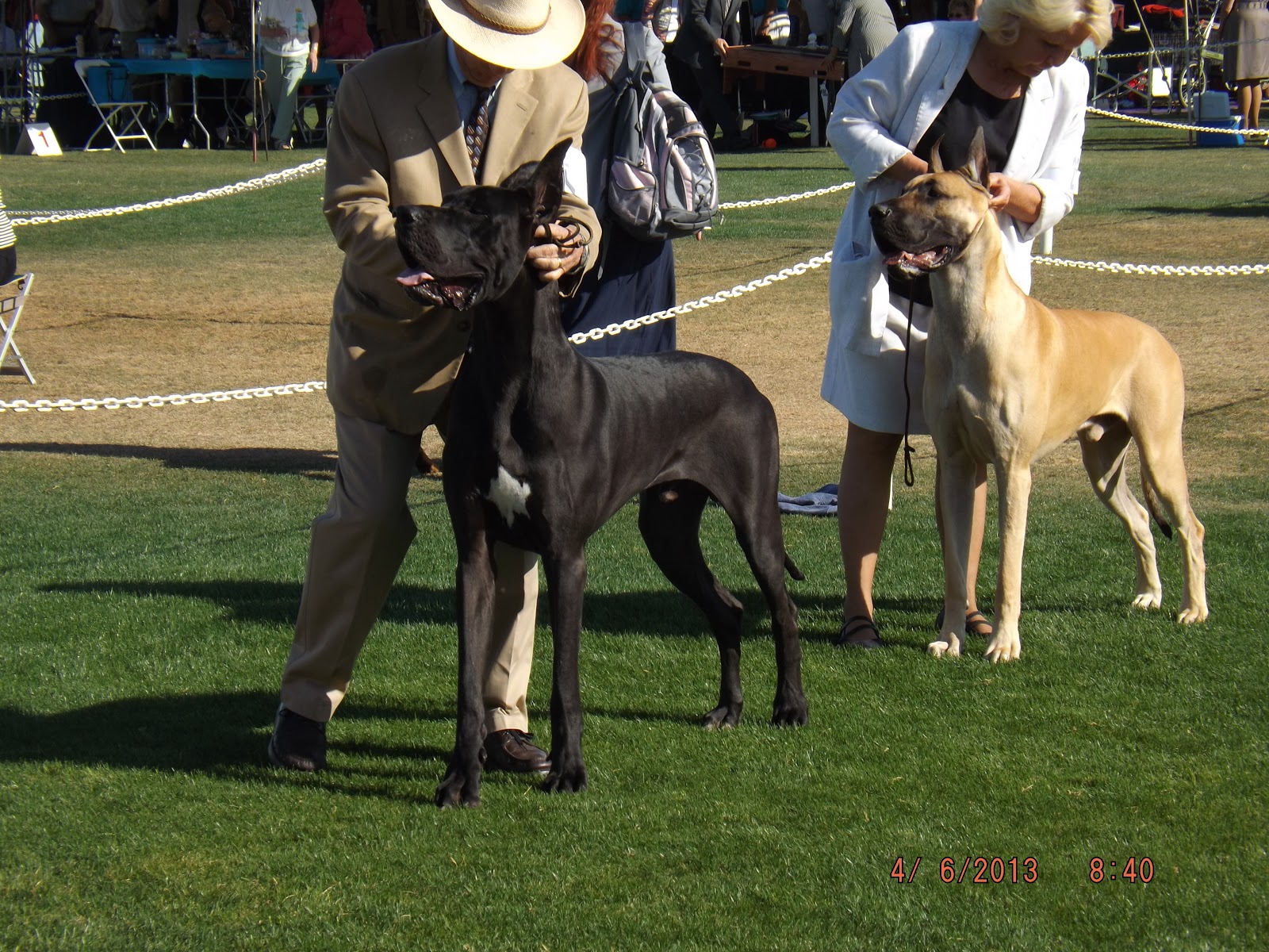 Up to Speed: Kachina Kennel Dog Show Sprin 2013