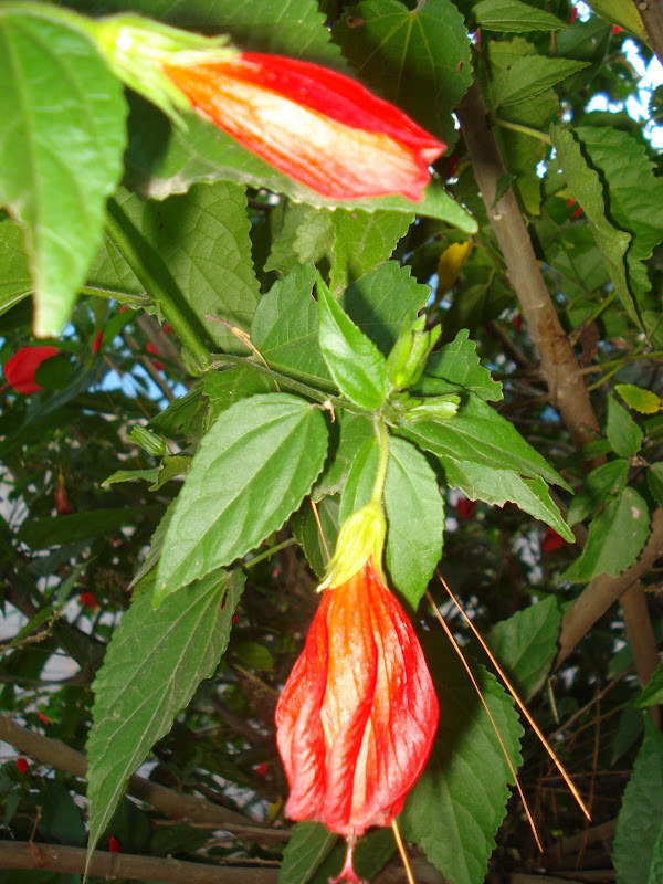 Canguçu em Cores: Malvaviscus arboreus - Malvavisco - Hibisco-Colibri ...