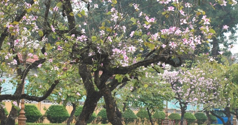 Ban flowers blossom on Hanoi streets | Vietnam Travel Blog