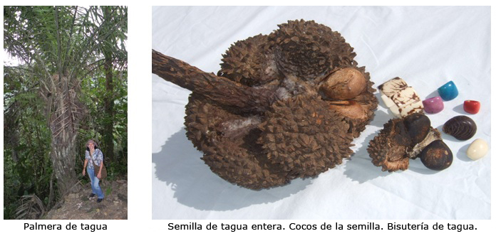 la salamandra: TAGUA