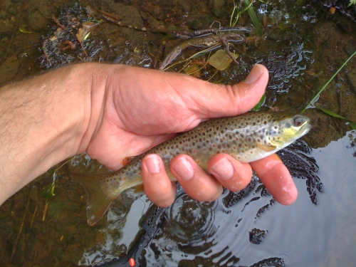 Fly-Carpin: A Colorado Carper In King Trout's Court