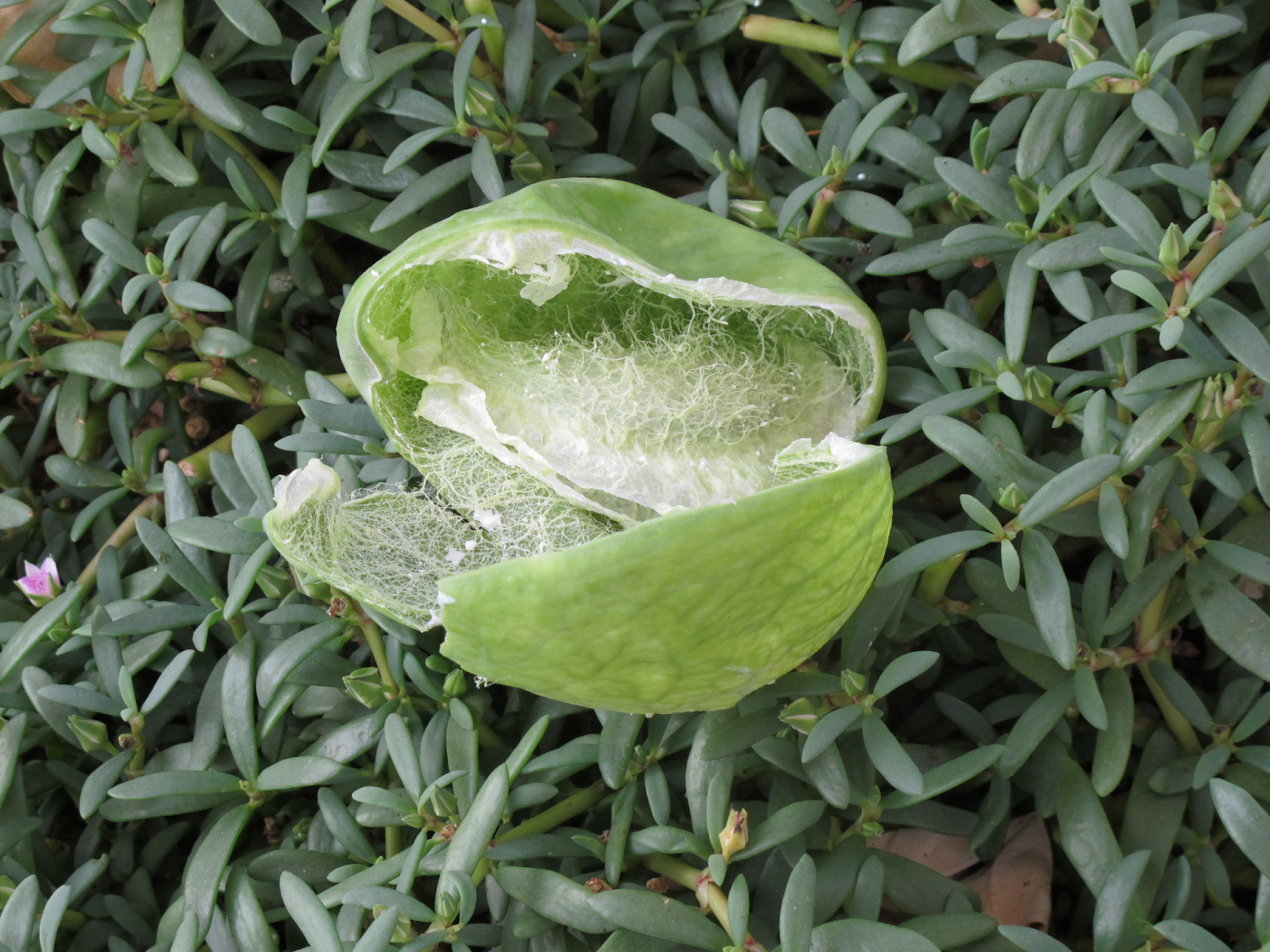 Covered in His Dust: Trees of the Desert: AR'AR & TAMARISK